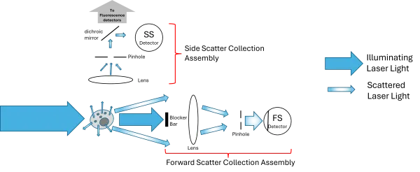 Light Scatter in Flow Cytometry - Applied Cytometry